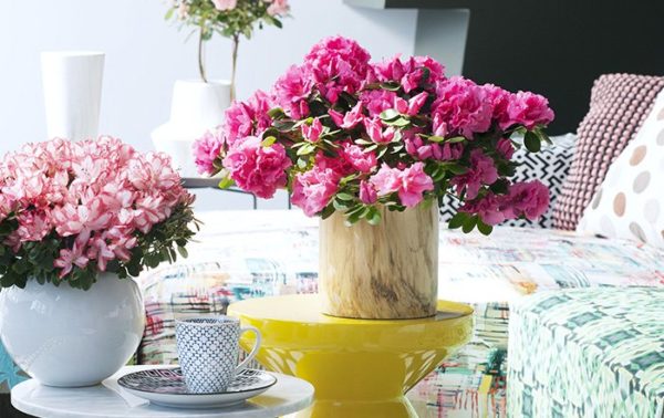 Wellness mit Azaleen - Irßlinger GmbH & Co. KG