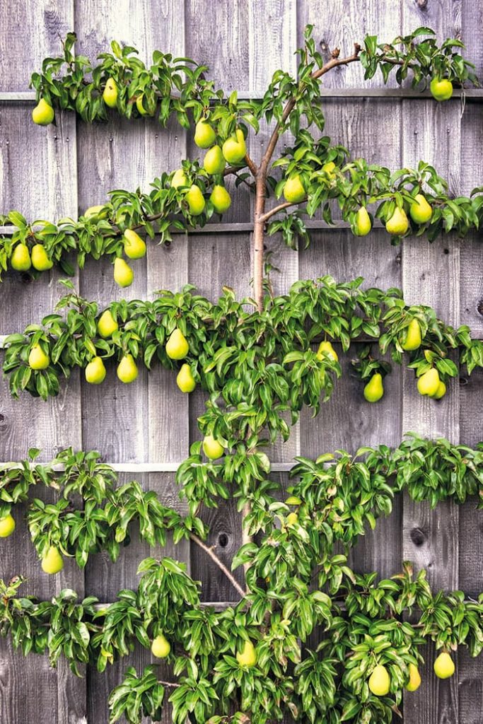 Obstbäume – Worauf muss man achten? - Irßlinger GmbH & Co. KG