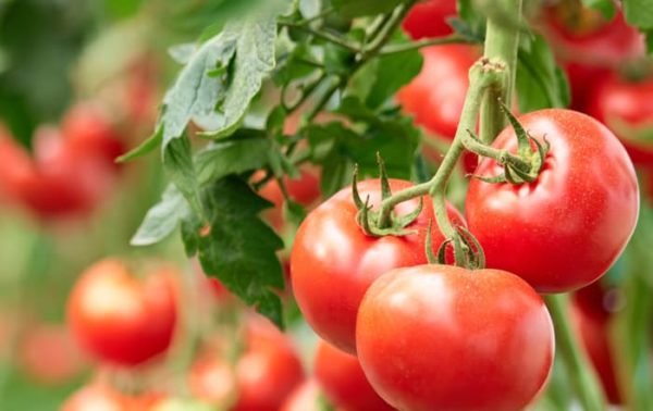 Rotes Obst und Gemüse. Lecker und gesund. - Irßlinger GmbH & Co. KG